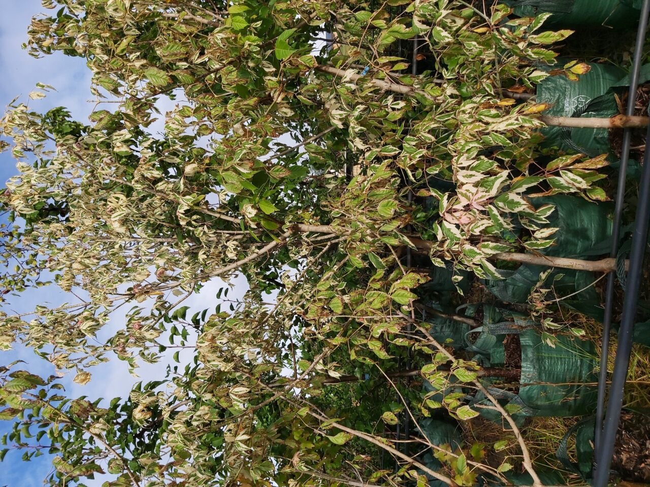 Acer negundo ‘Pink Flamingo’ 75L | Camden Nurseries