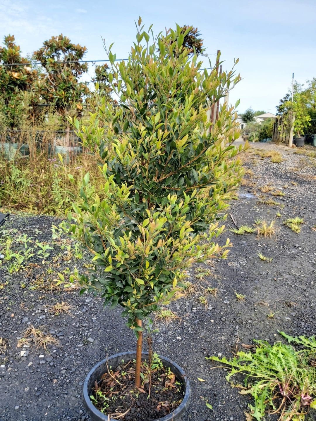 Acmena smithii 300mm | Camden Nurseries