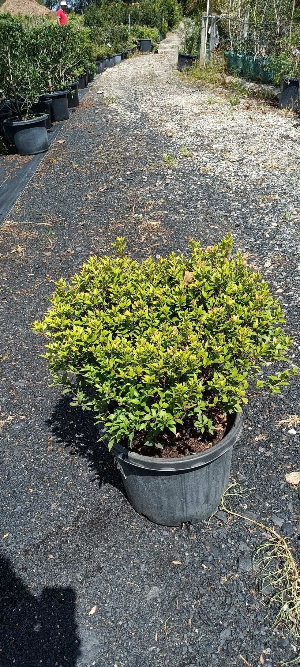 Acmena smithii ‘Allyn Magic’ 300mm | Camden Nurseries