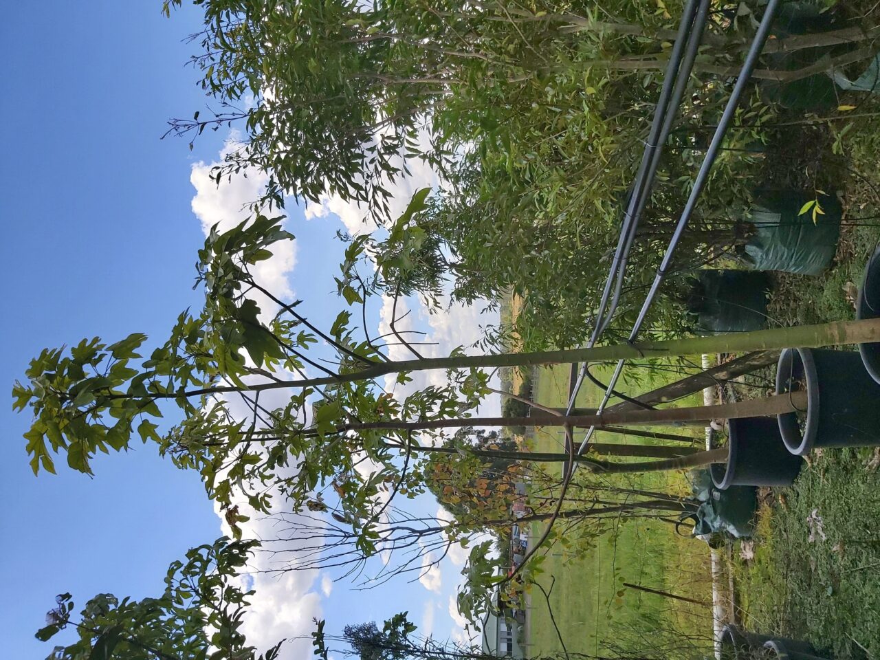 Brachychiton acerifolius ‘Illawarra Flame Tree’ 500mm | Camden Nurseries