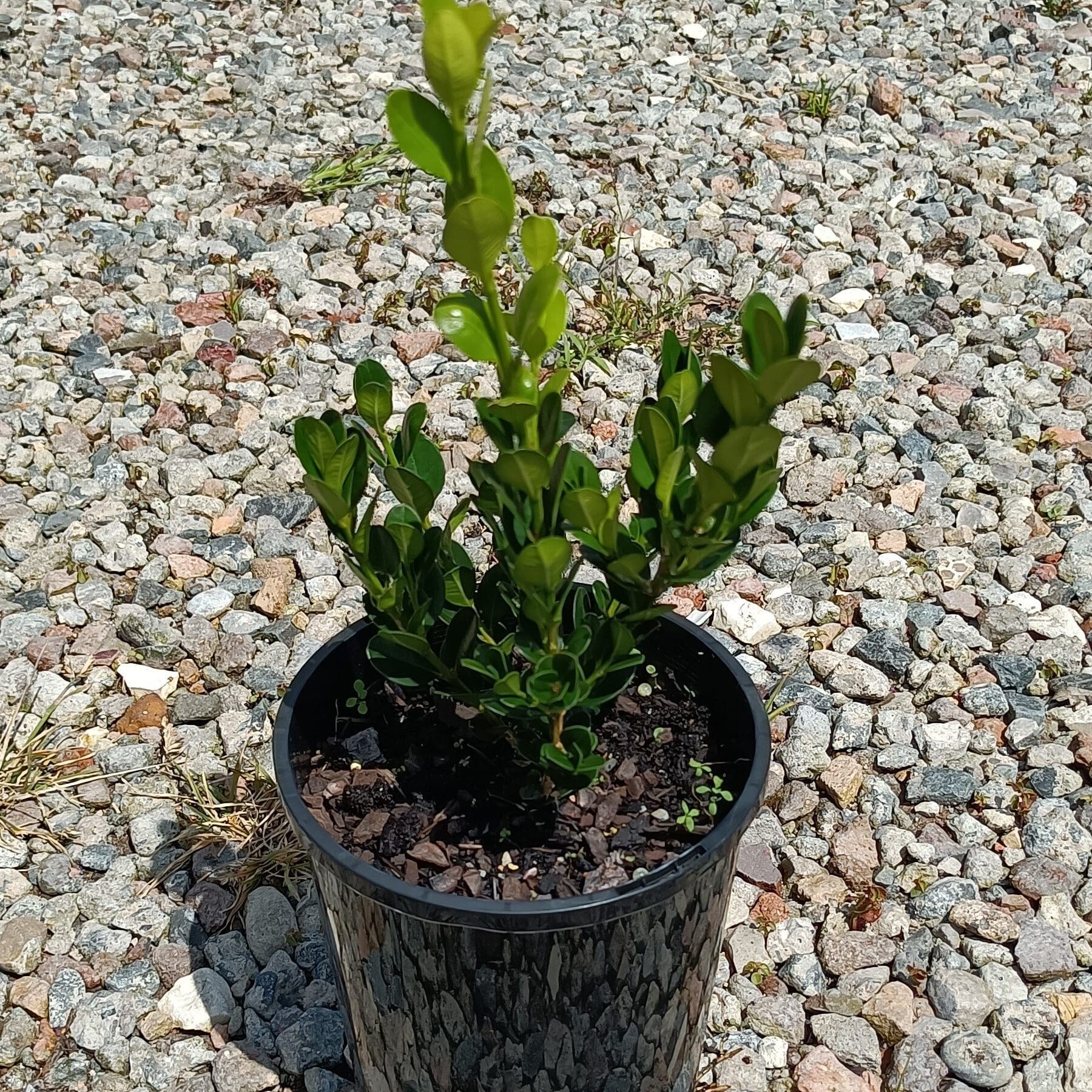 Buxus microphylla ‘Japanese Box’ 200mm | Camden Nurseries