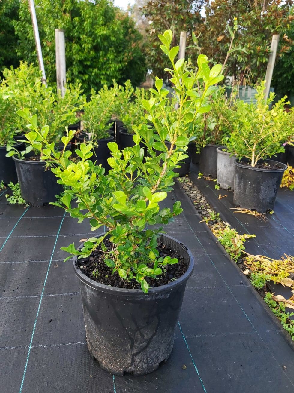 Buxus microphylla ‘Japanese Box’ 200mm | Camden Nurseries