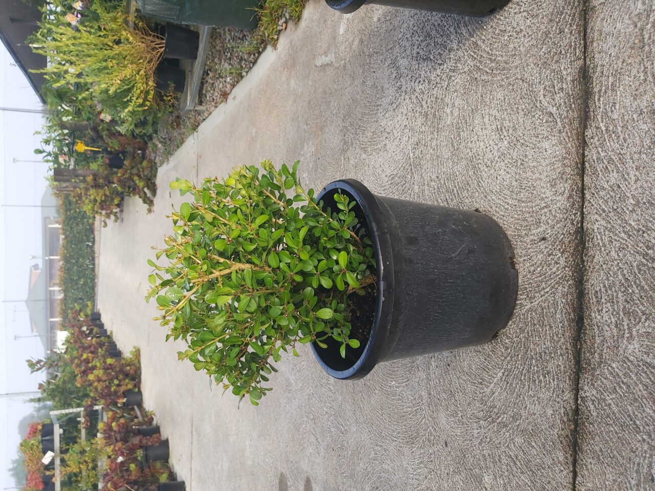 Buxus microphylla ‘Japanese Box’ ball 300mm | Camden Nurseries