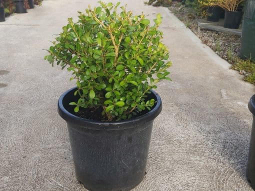 Buxus microphylla ‘Japanese Box’ ball 300mm | Camden Nurseries