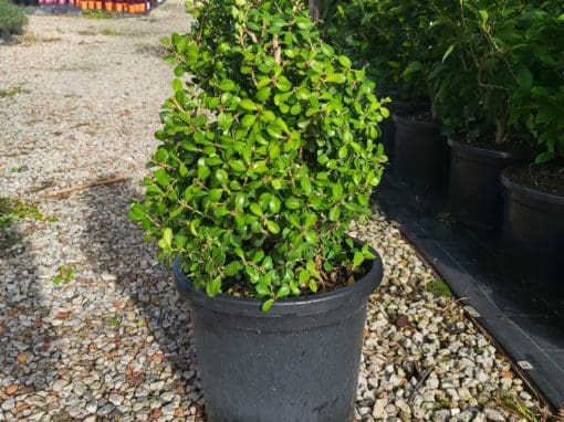 Buxus microphylla ‘Japanese Box’ 300mm | Camden Nurseries