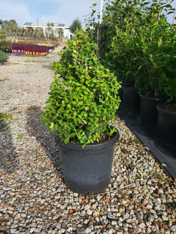 Buxus microphylla ‘Japanese Box’ 300mm | Camden Nurseries