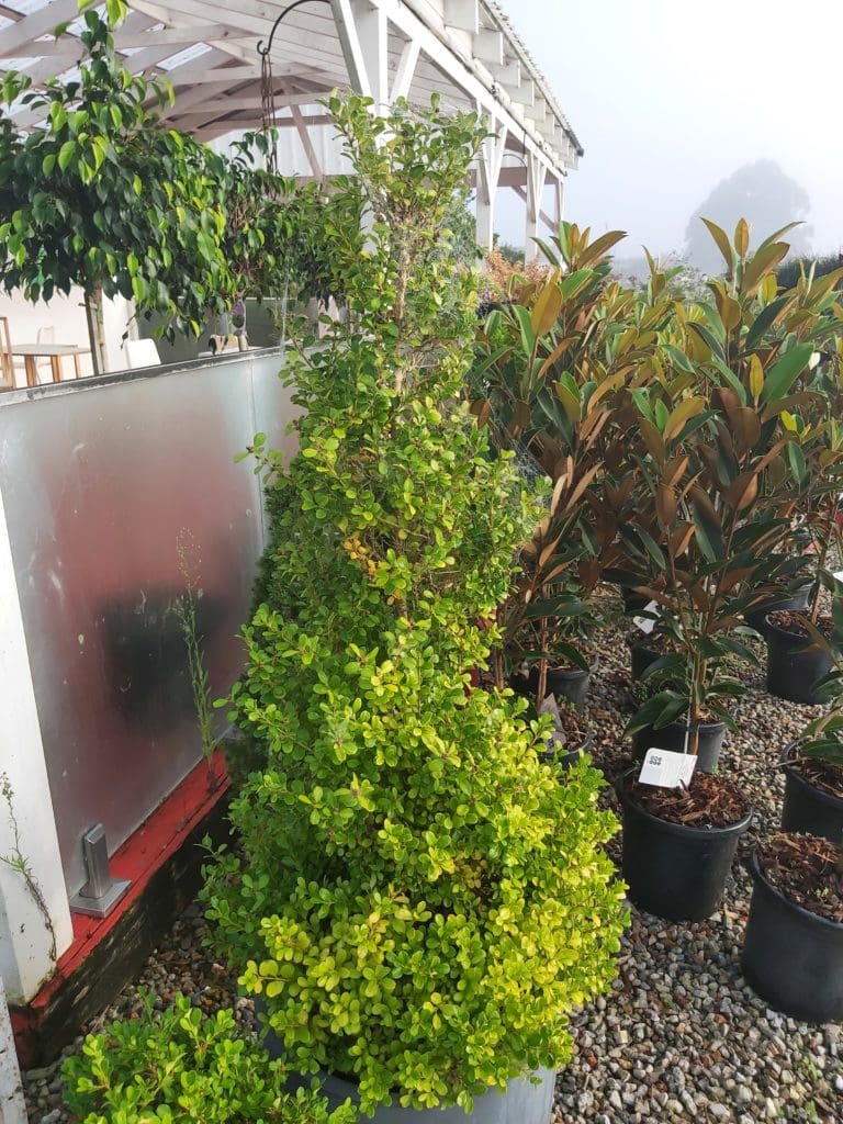 Buxus microphylla ‘Japanese Box’ cone 500mm | Camden Nurseries