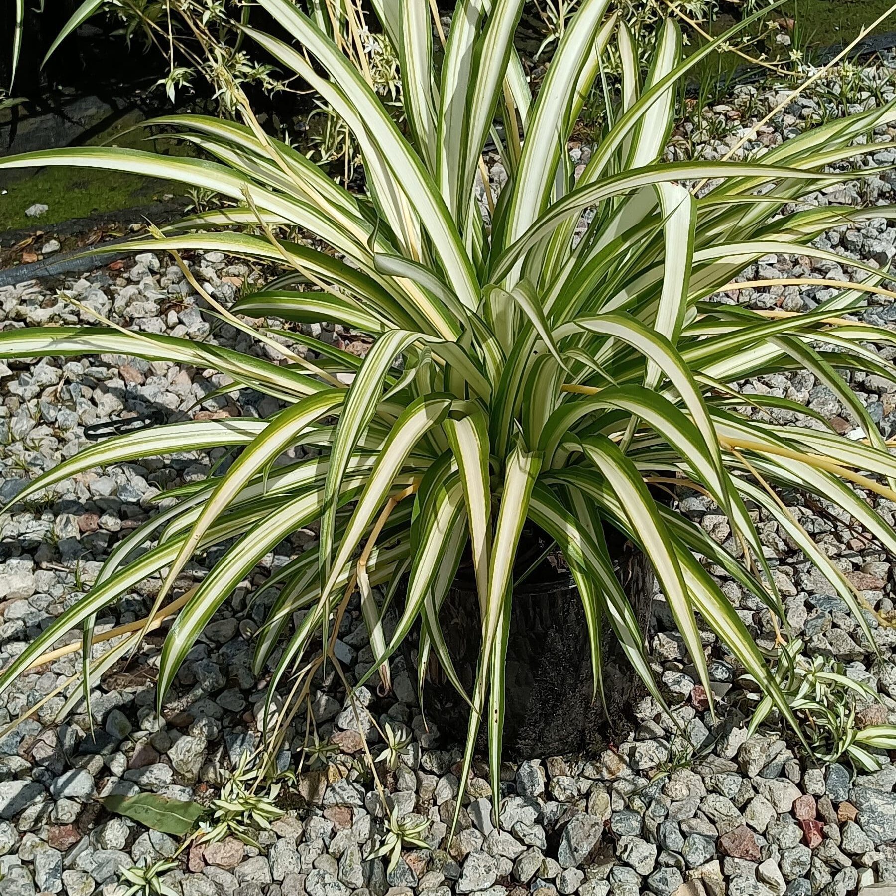 Chlorophytum comosum ‘Spider Plant’ 140mm | Camden Nurseries