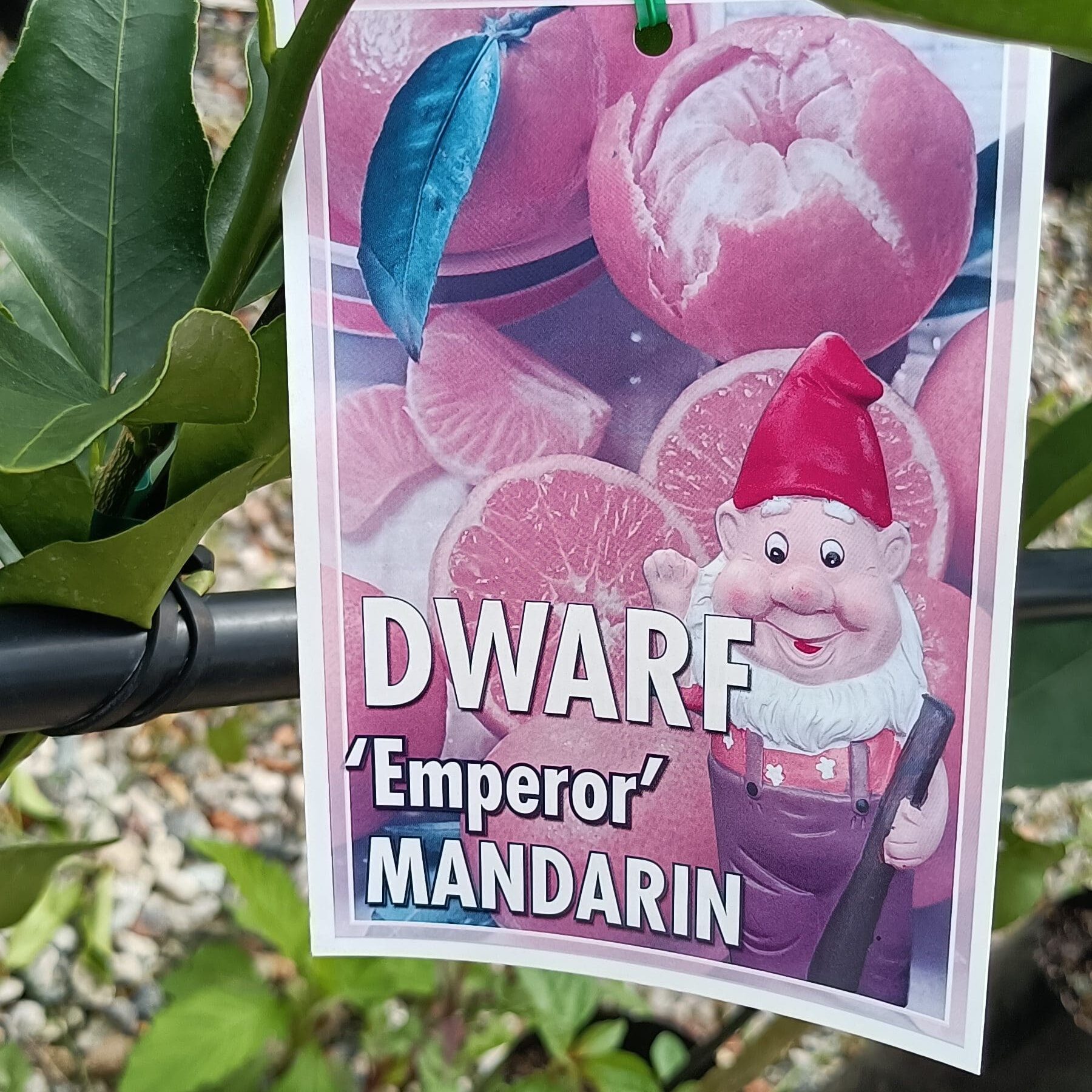 Fruiting | Camden Nurseries