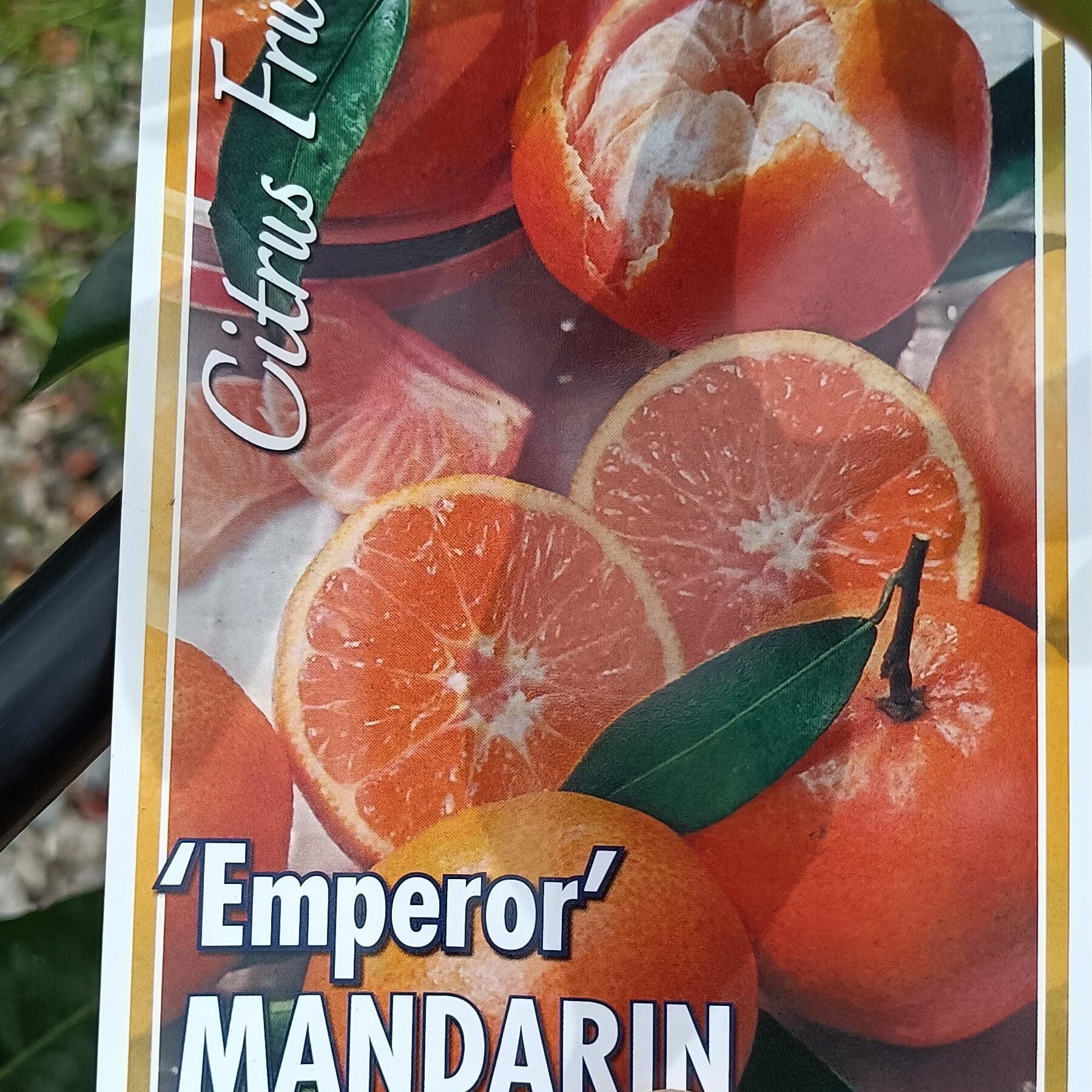 Fruiting | Camden Nurseries