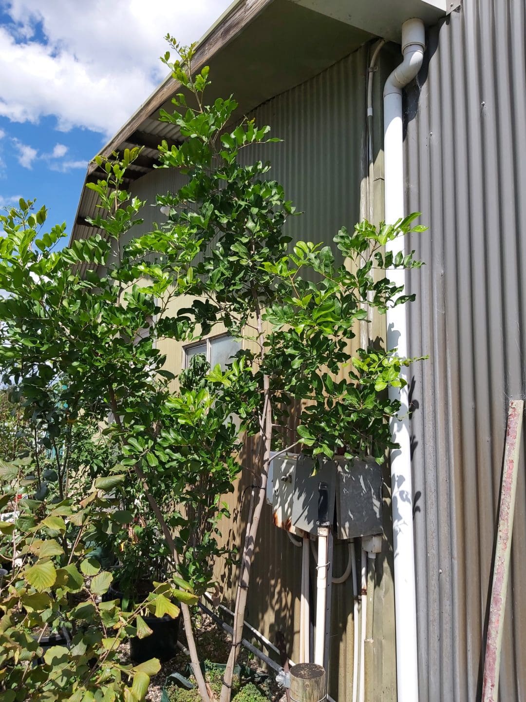 Cupaniopsis anacardioides ‘Tuckeroo’ 100L | Camden Nurseries