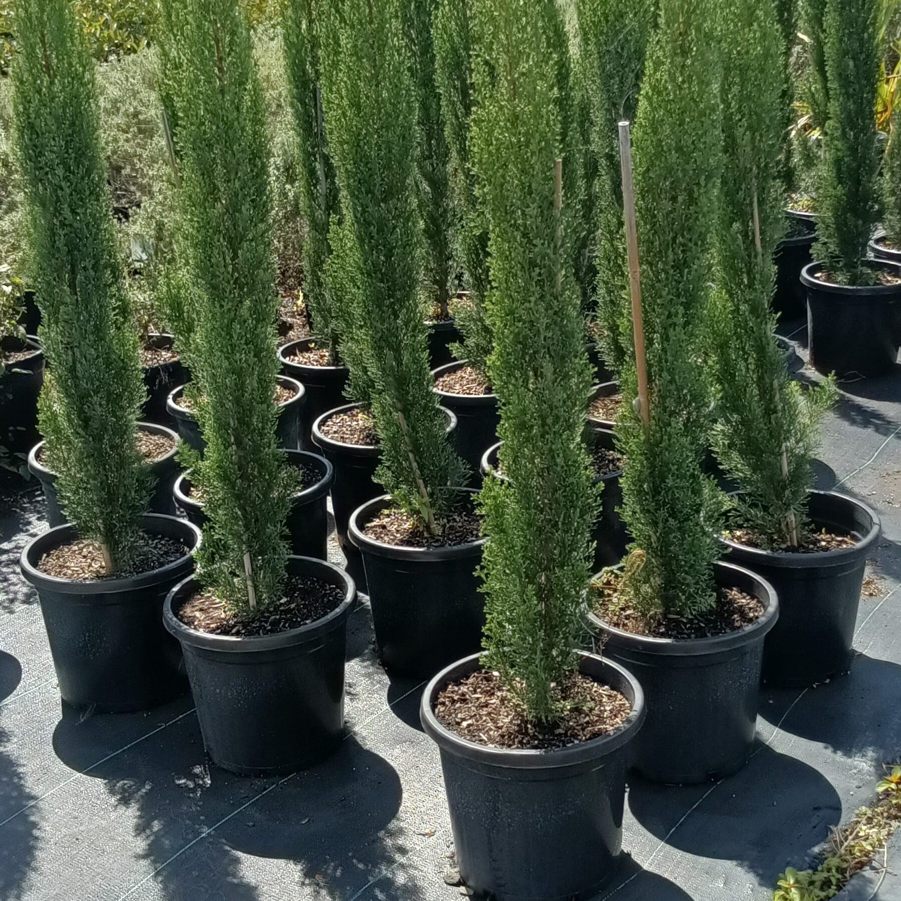 Evergreen Trees | Camden Nurseries
