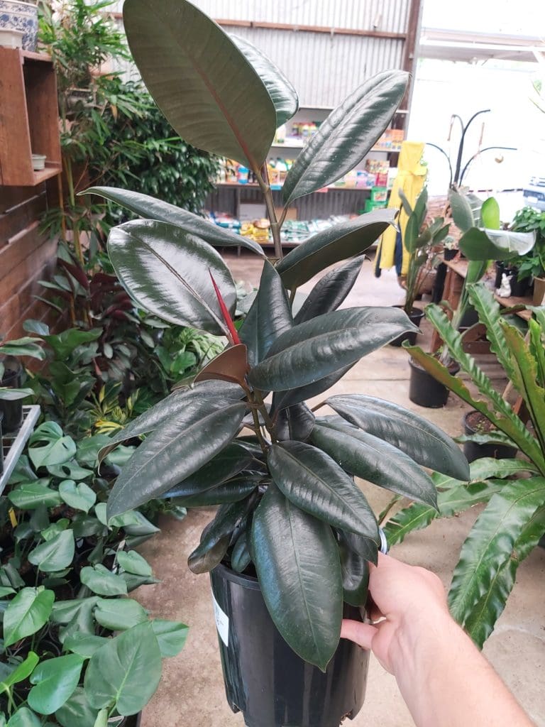 Ficus elastica 'Burgundy' 200mm | Camden Nurseries