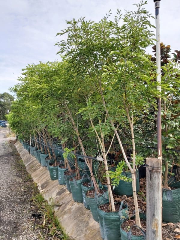 Fraxinus griffithii ‘Flowering Ash’ 45L | Camden Nurseries