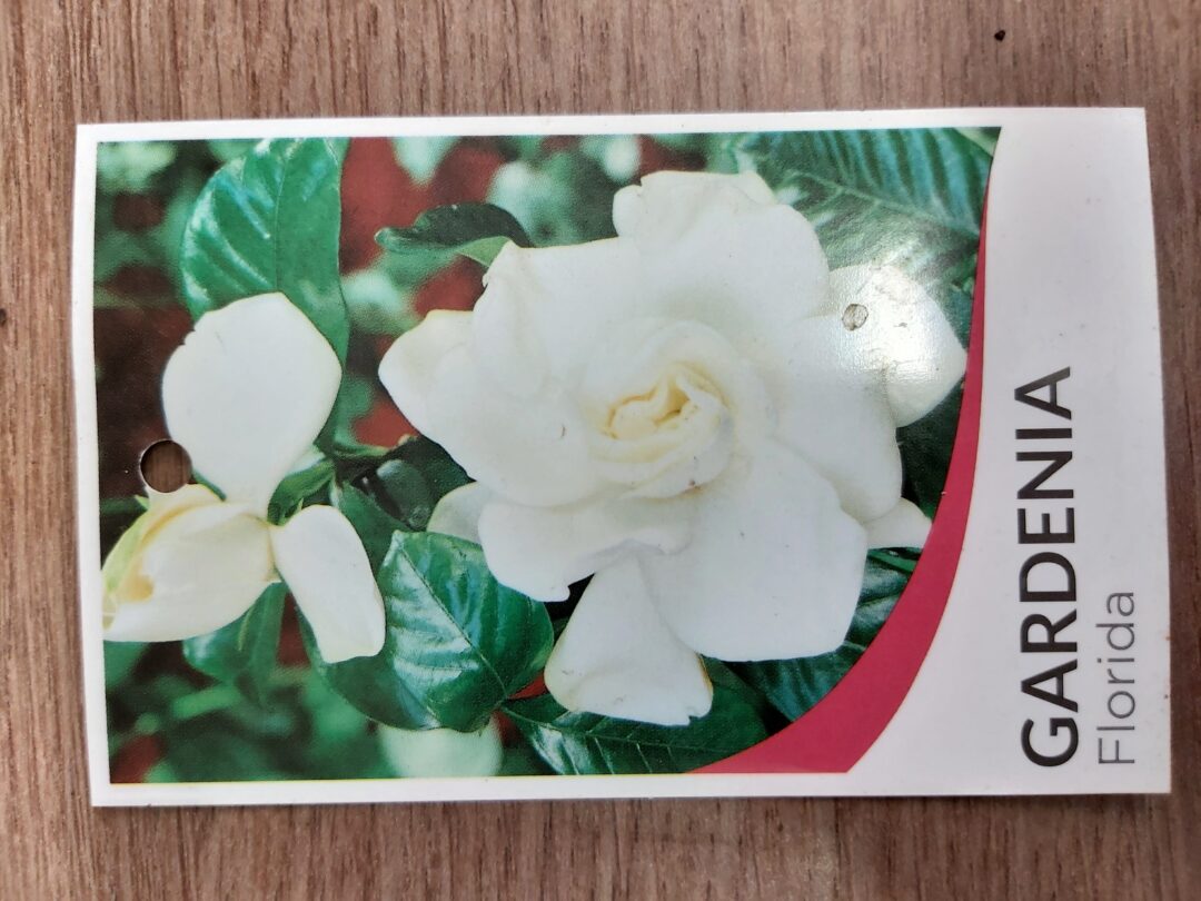 Gardenia augusta ‘Florida’ 300mm | Camden Nurseries