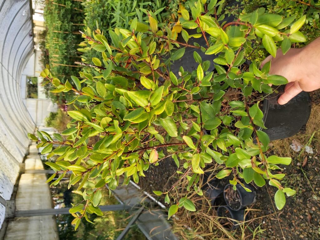 Metrosideros collina ‘NZ Christmas Bush Little Dugald’ 200mm | Camden ...