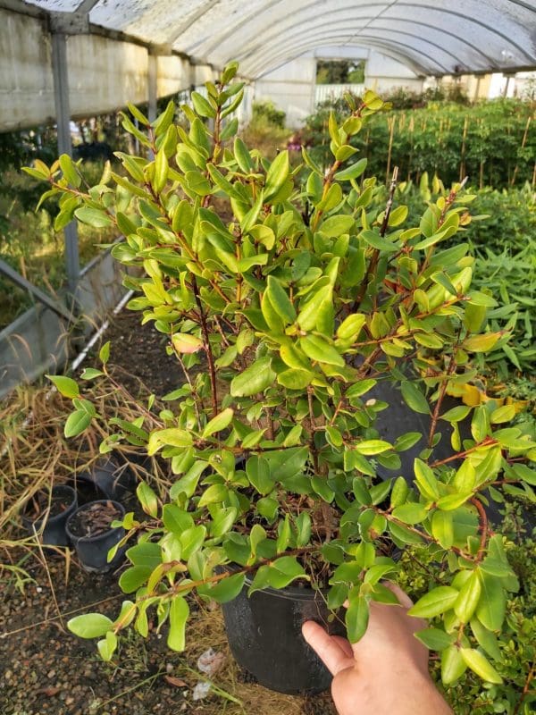 Metrosideros collina ‘NZ Christmas Bush Little Dugald’ 200mm | Camden ...