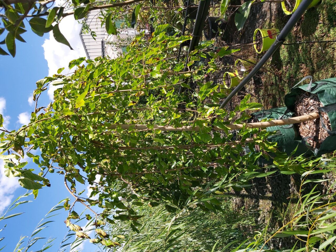 Morus alba Pendula ‘Weeping Mulberry’ standard (180cm) 100L | Camden ...