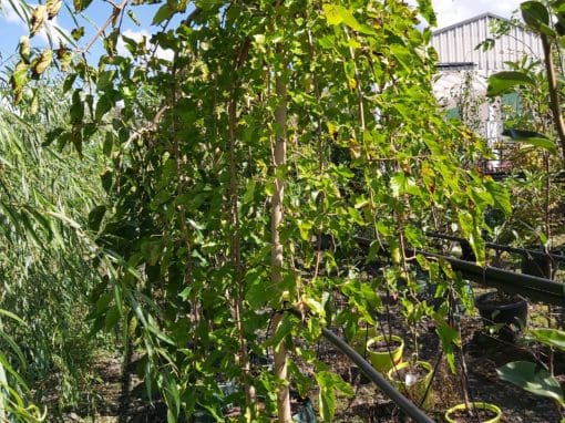 Morus alba Pendula ‘Weeping Mulberry’ standard (180cm) 100L | Camden ...