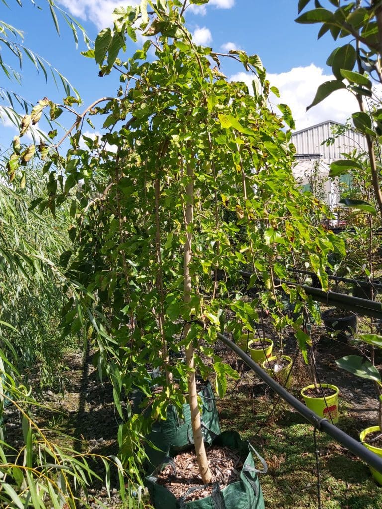 Morus alba Pendula ‘Weeping Mulberry’ standard (180cm) 100L | Camden ...