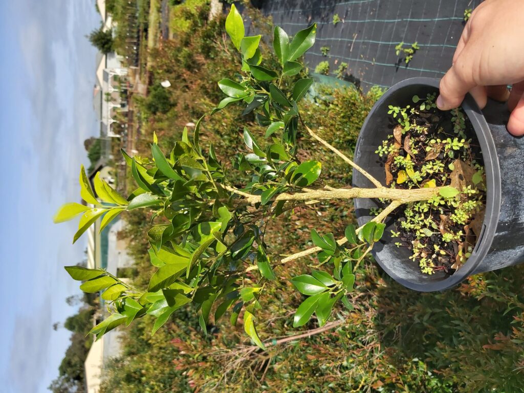 Murraya paniculata 200mm | Camden Nurseries