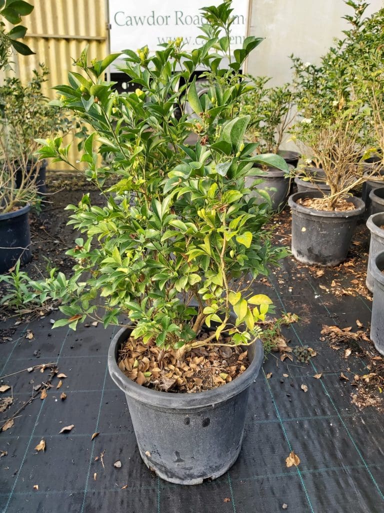 Murraya paniculata 300mm | Camden Nurseries