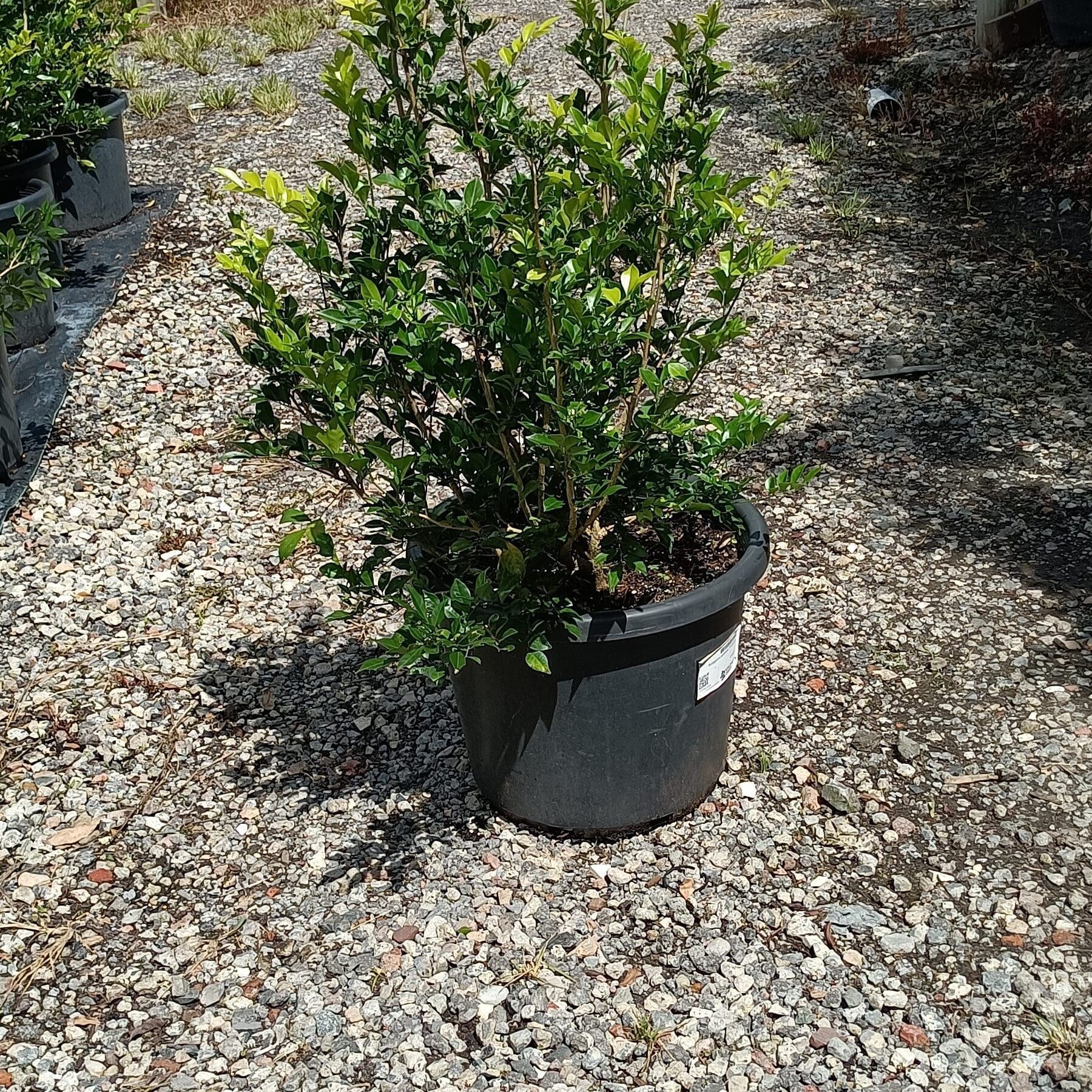 Murraya paniculata 200mm | Camden Nurseries