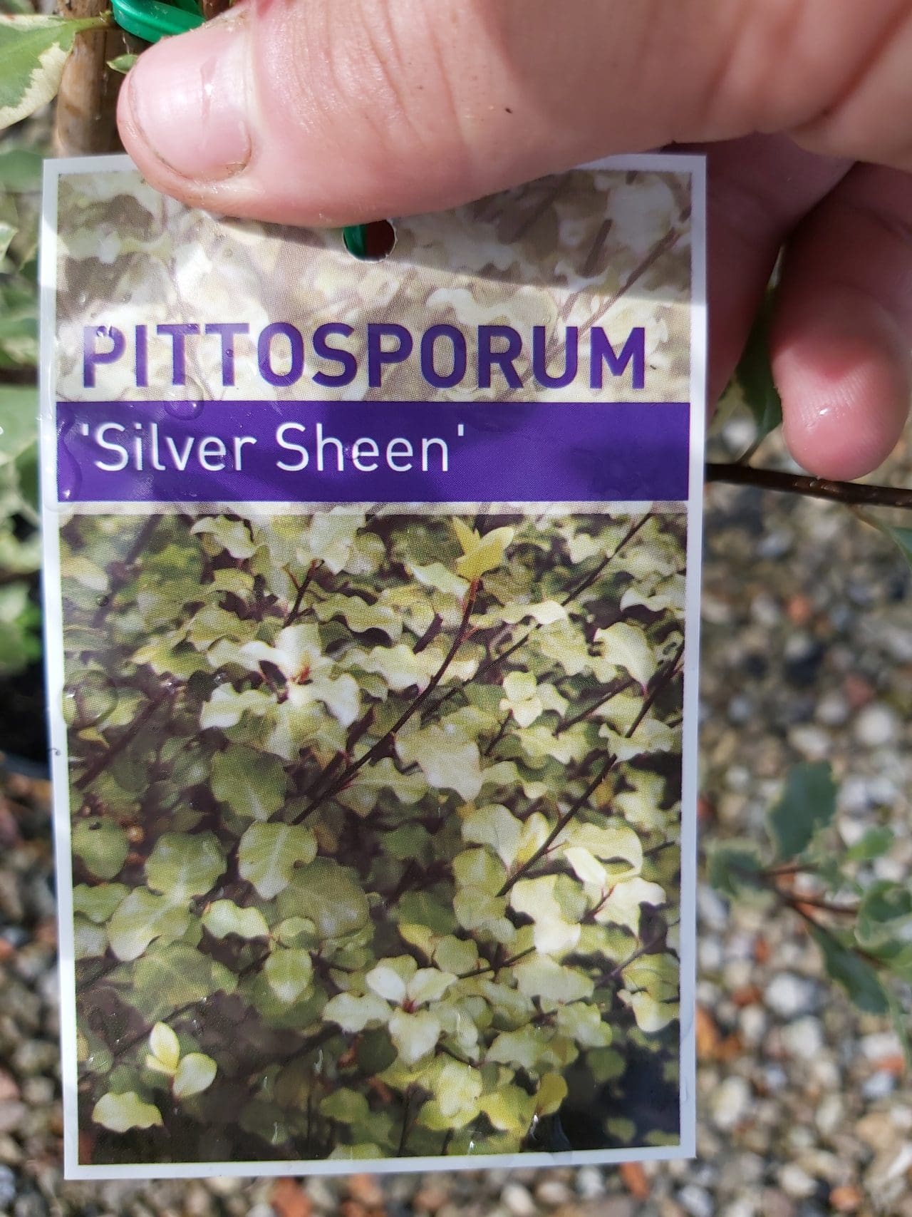 Pittosporum tenuifolium ‘Silver Sheen’ 200mm | Camden Nurseries