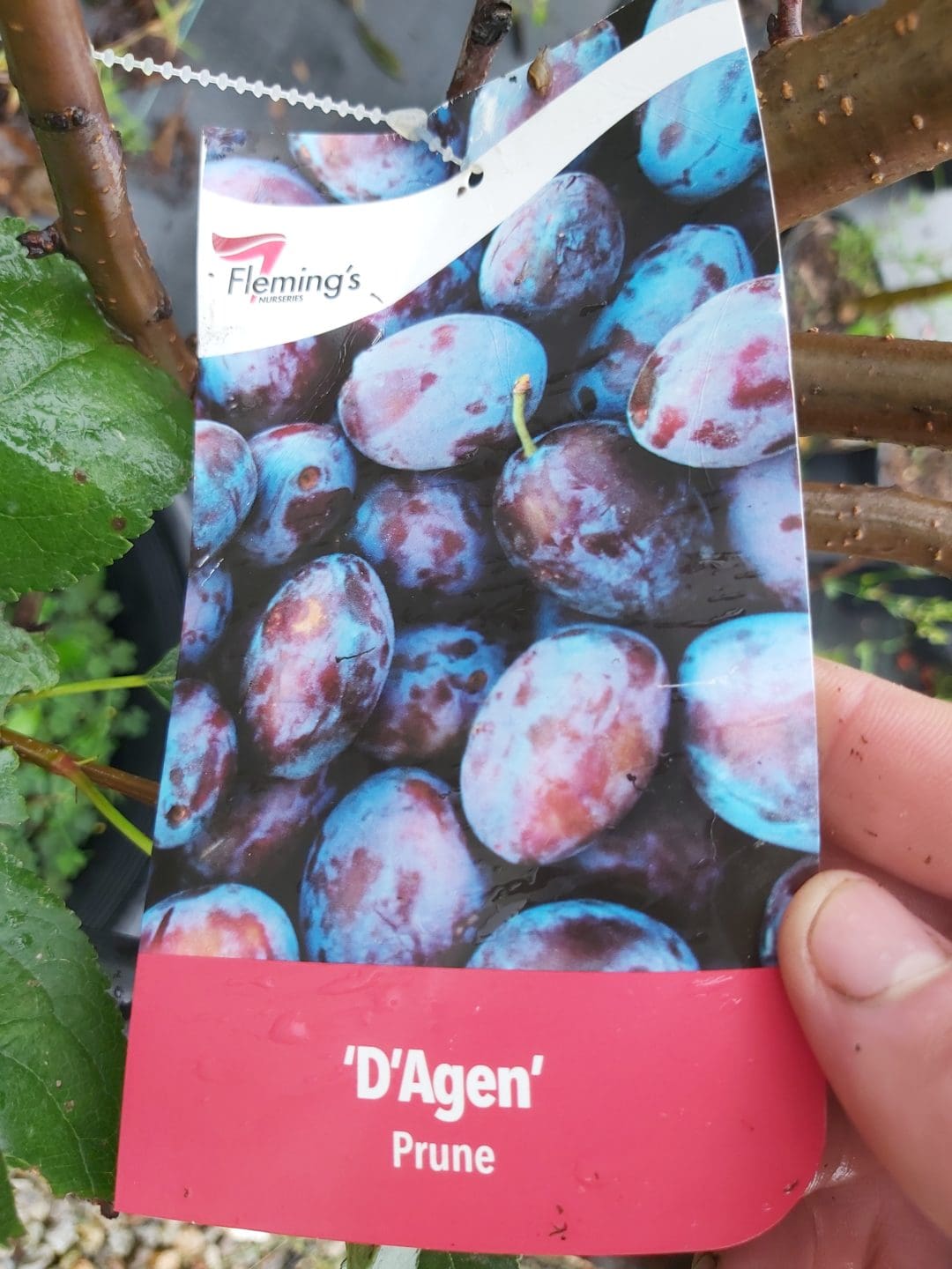Prunus domestica ‘Prune D’Agen’ 400mm | Camden Nurseries