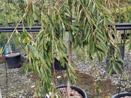 Weeping Cherry ‘Pink Snow Showers’ short (120cm) 500mm | Camden Nurseries