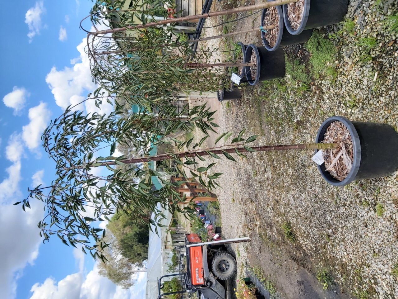 Weeping Cherry ‘Pink Snow Showers’ tall (180cm) 500mm | Camden Nurseries