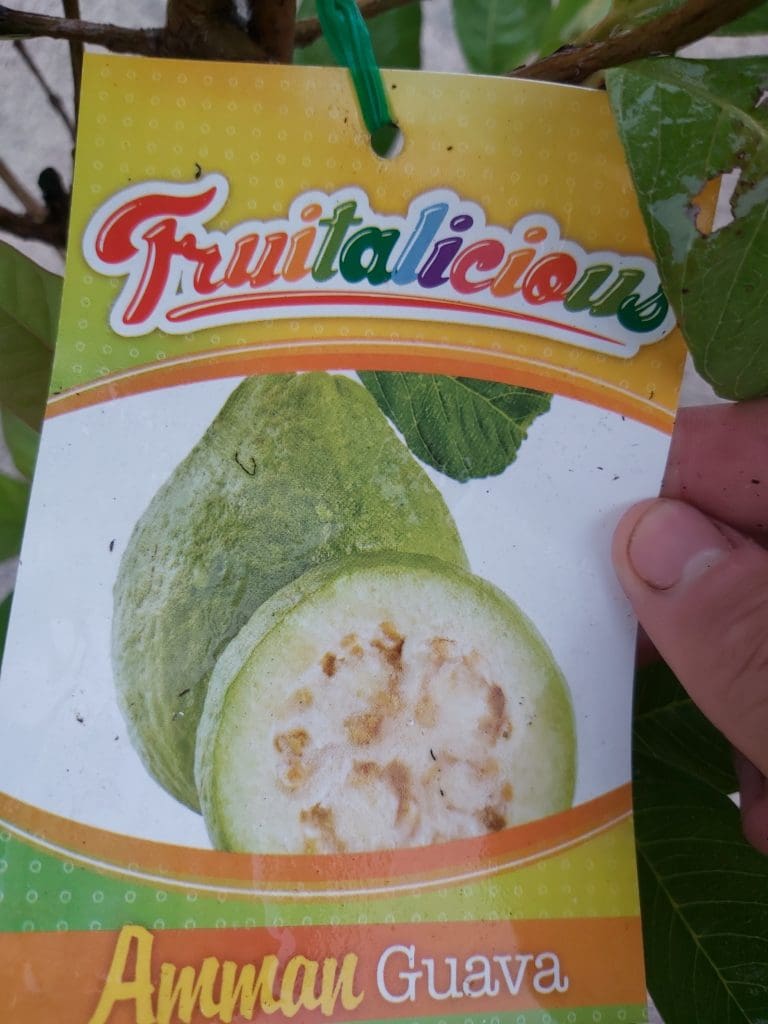 Psidium guajava ‘Guava Amman’ 250mm | Camden Nurseries