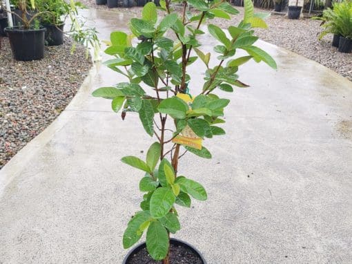 Psidium guajava ‘Guava Amman’ 250mm | Camden Nurseries