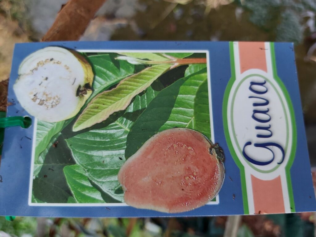 Psidium guajava ‘Guava Hawaiian Pink’ 300mm | Camden Nurseries