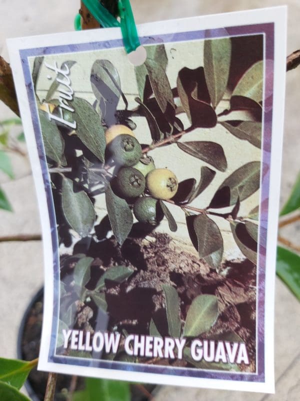 Psidium littorale ‘Guava Yellow Cherry’ 250mm | Camden Nurseries