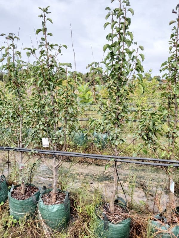 Pyrus calleryana ‘Cleveland Select’ 45L | Camden Nurseries