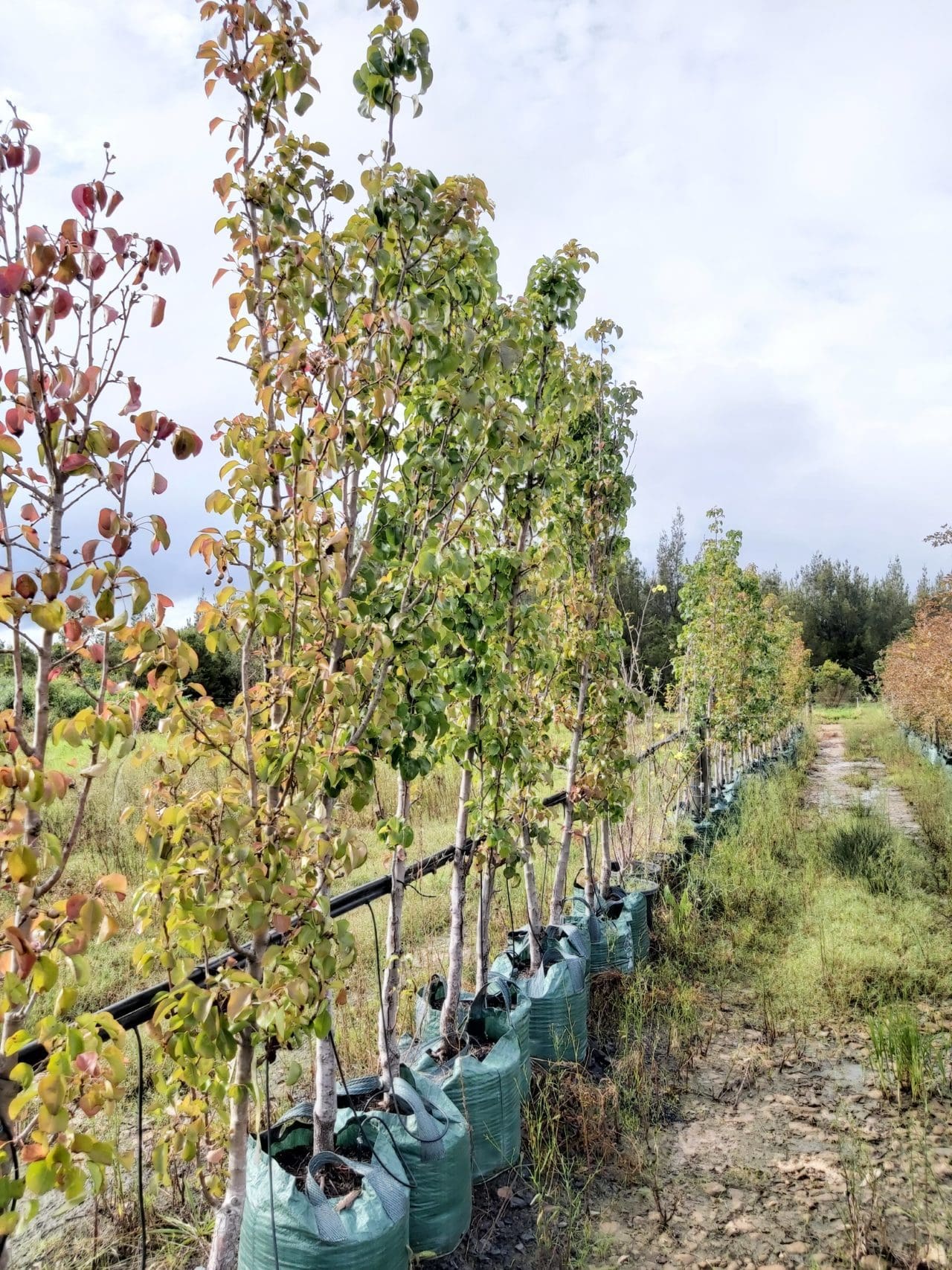 Pyrus calleryana 'Cleveland Select' 75L | Camden Nurseries