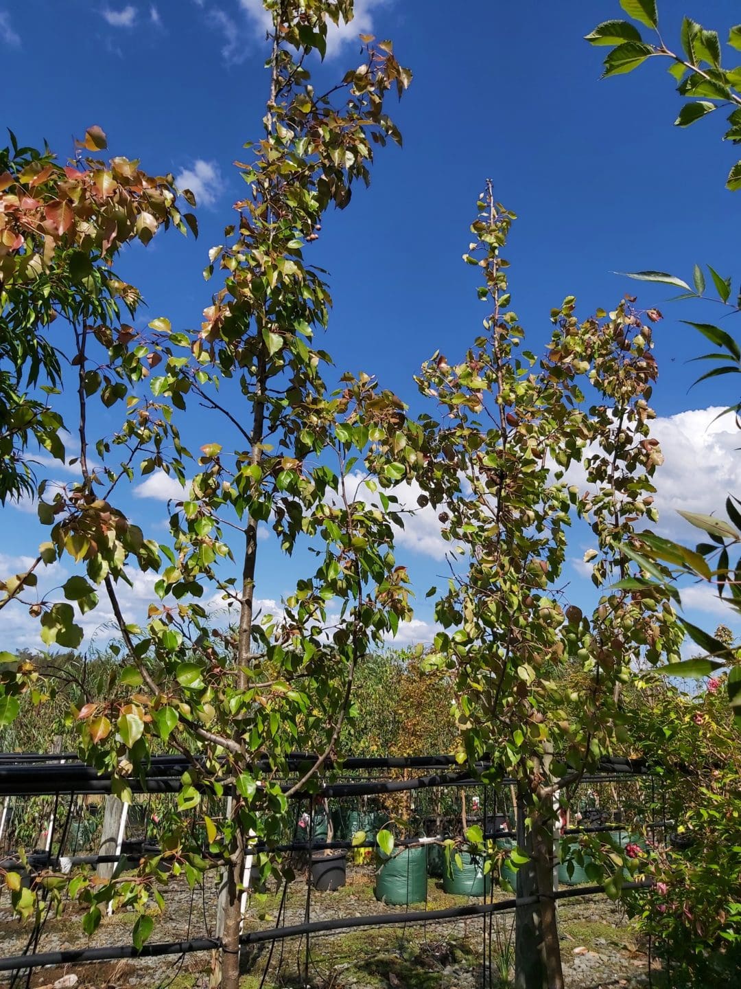 Pyrus ussuriensis ‘Manchurian Pear’ 45L | Camden Nurseries