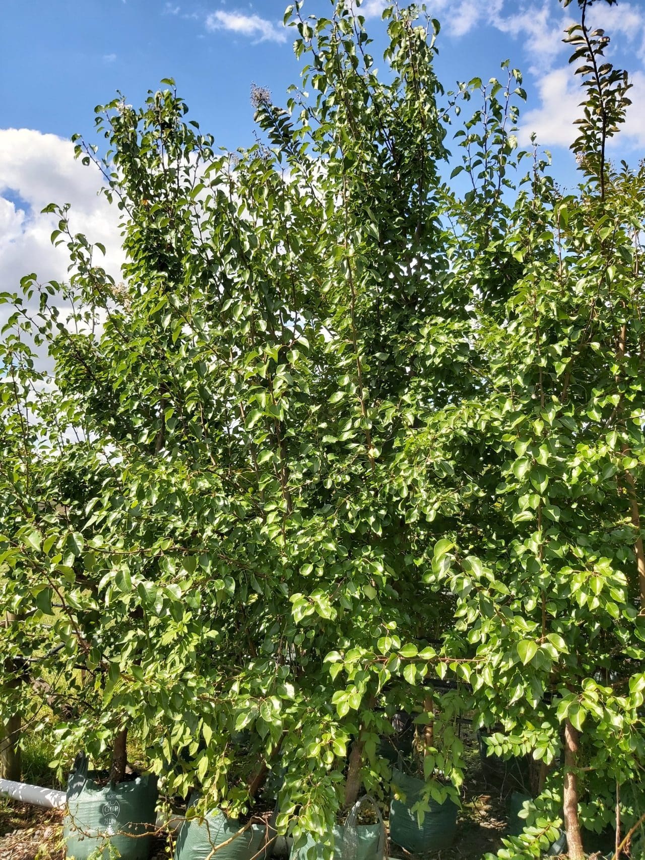 Pyrus ussuriensis ‘Manchurian Pear’ 75L | Camden Nurseries