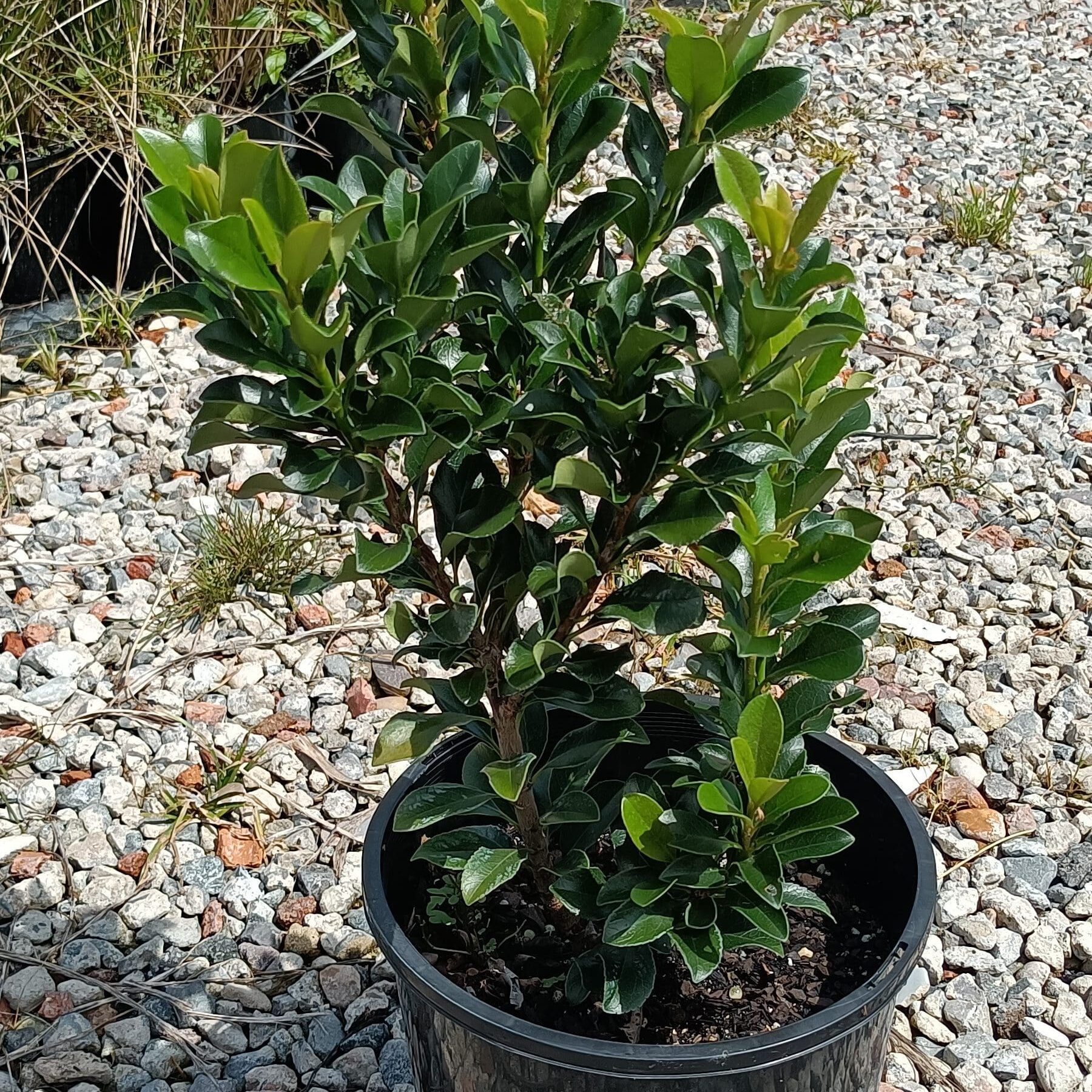 Rhaphiolepis indica ‘Snow Maiden’ 300mm | Camden Nurseries