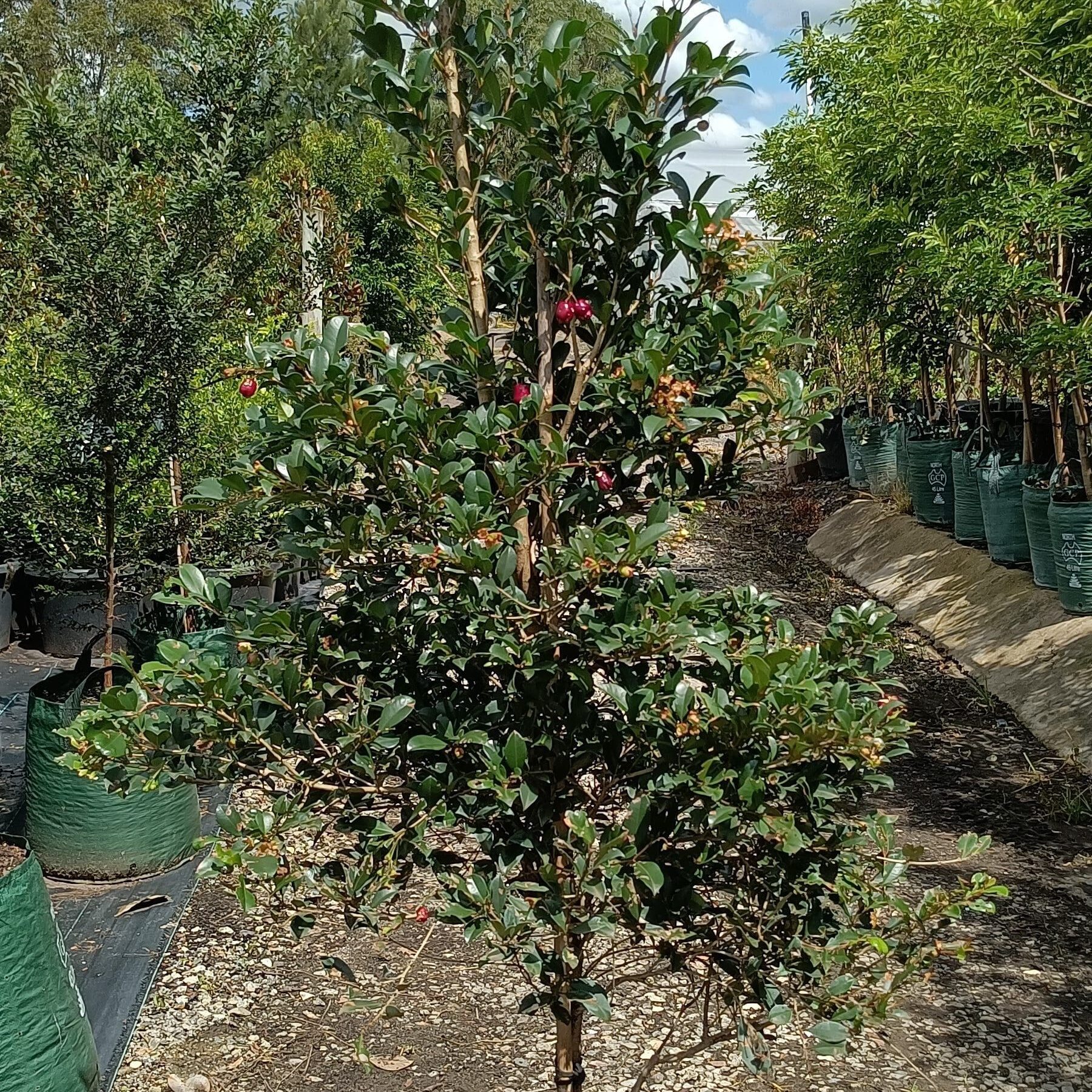 Syzygium ‘Cascade’ 200mm | Camden Nurseries