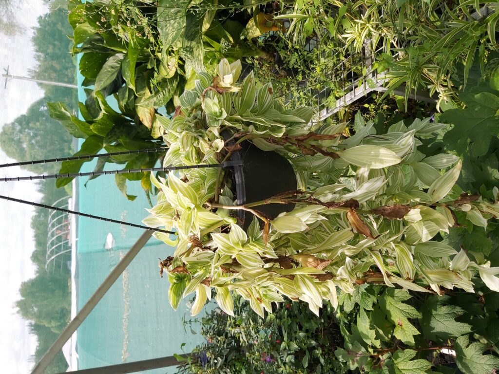 Tradescantia fluminensis ‘Spiderwort Variegated Green’ hanging 200mm ...
