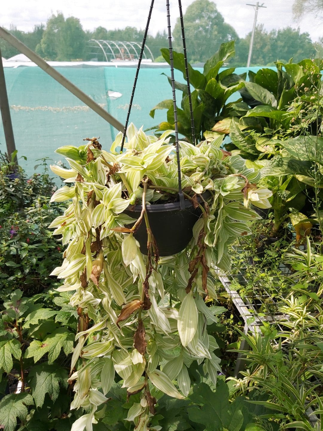 Tradescantia fluminensis ‘Spiderwort Variegated Green’ hanging 200mm ...