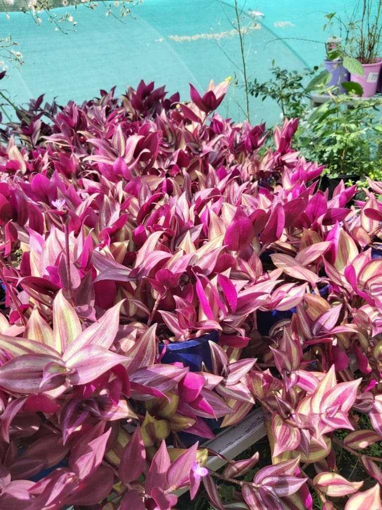 Tradescantia pallida ‘Spiderwort Variegated Purple’ 140mm | Camden ...