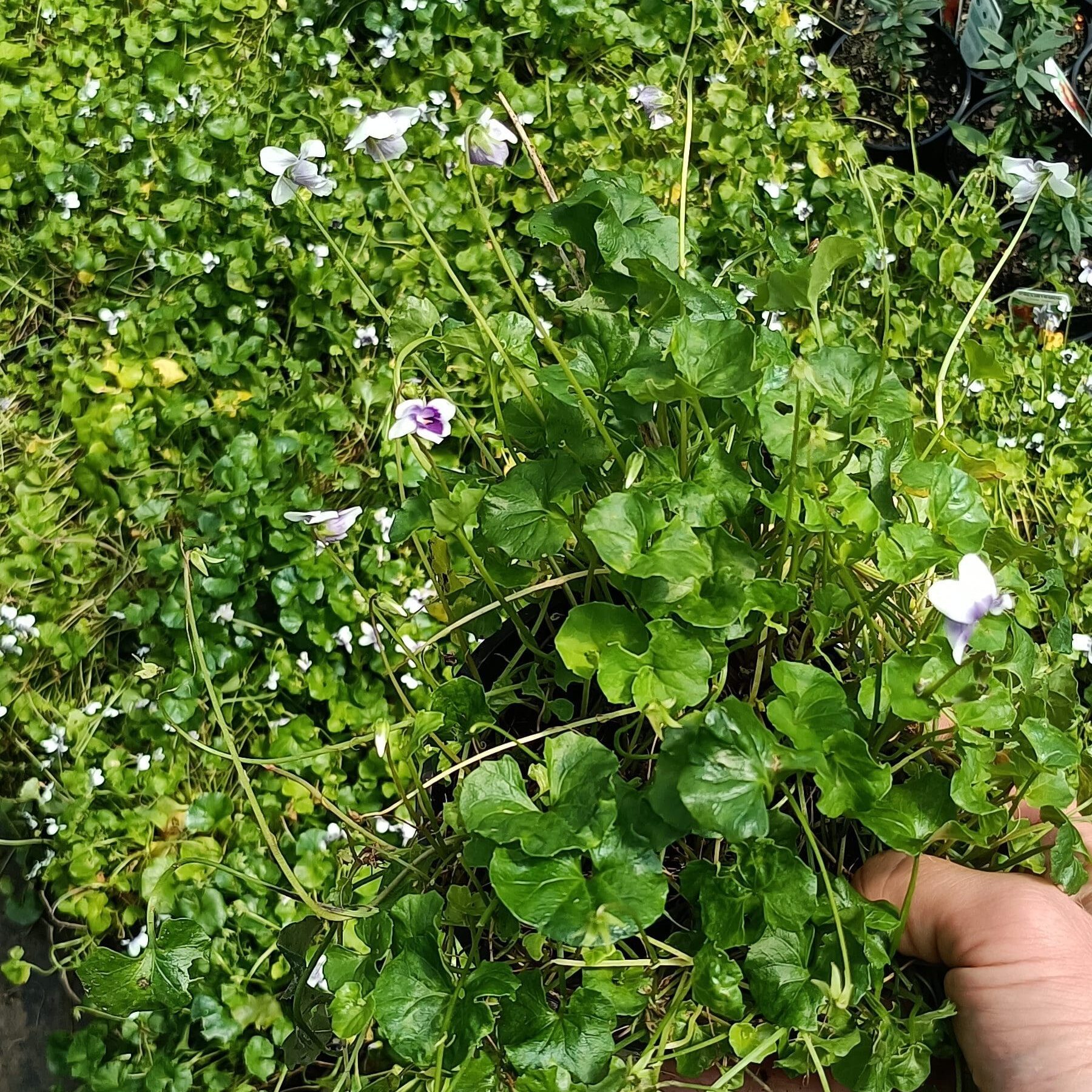 Grasses, Ground Covers & Succulents | Camden Nurseries