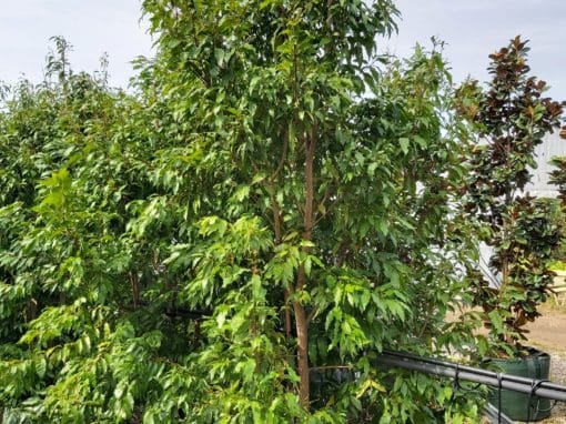 Waterhousea floribunda ‘Weeping Lilly Pilly’ 100L | Camden Nurseries