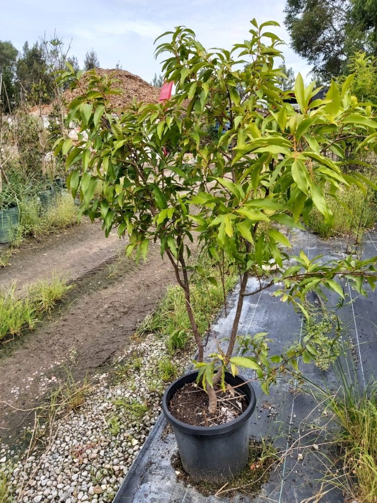 Waterhousea floribunda ‘Weeping Lilly Pilly’ 300mm | Camden Nurseries