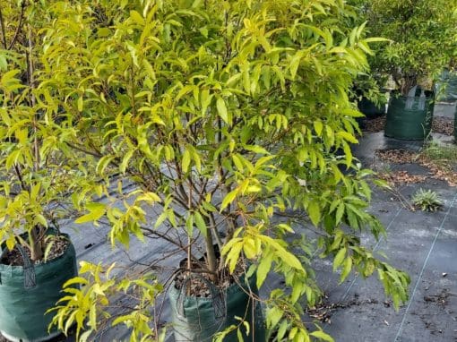 Waterhousea floribunda ‘Weeping Lilly Pilly’ 45L | Camden Nurseries