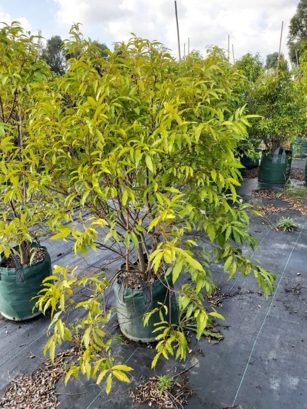 Waterhousea floribunda ‘Weeping Lilly Pilly’ 45L | Camden Nurseries