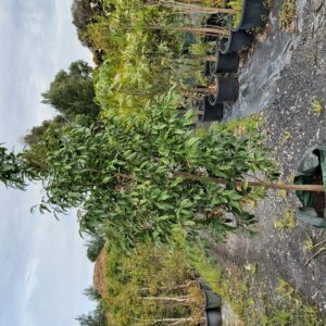 Waterhousea floribunda ‘Weeping Lilly Pilly’ 100L | Camden Nurseries